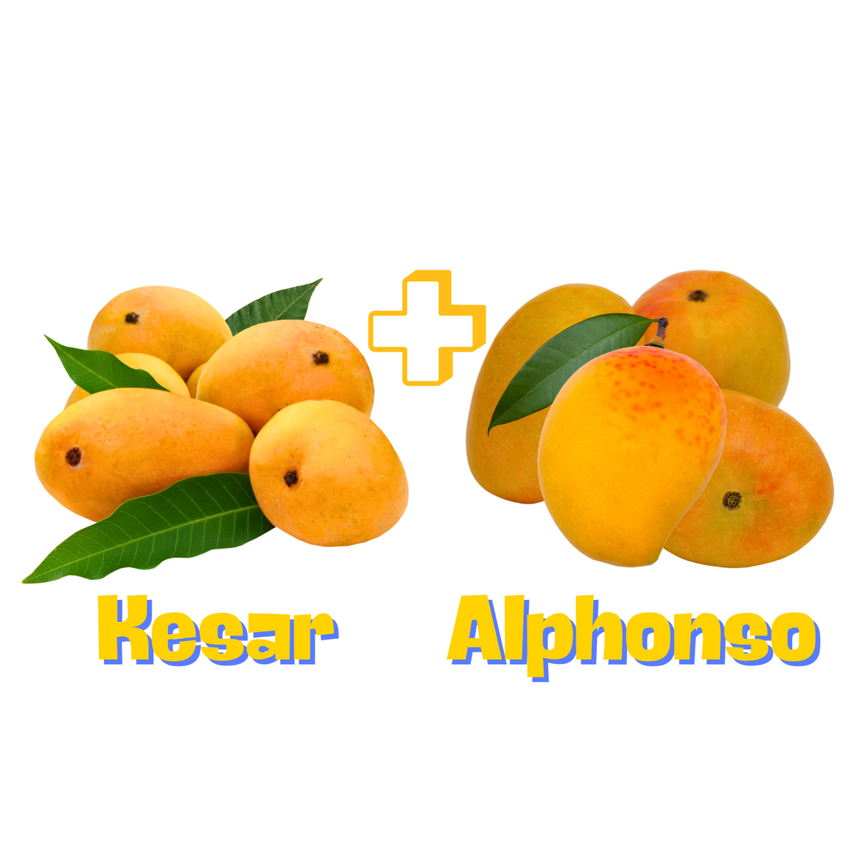Buy Alphonso Kesar Mango Box 12pcs Free UK Delivery – Variety Foods UK